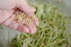 Quick Sautéed Pea Sprouts | Beyond Kimchee